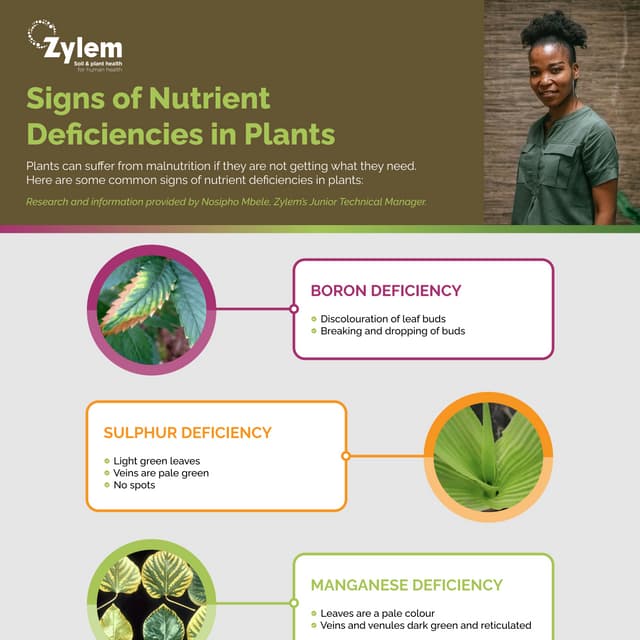 INFOGRAPHIC - NUTRIENT DEFICIENCY | PDF